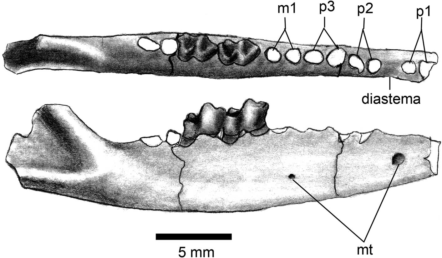 New material of the marsupial (Mammalia, Metatheria) Herpetotherium ...