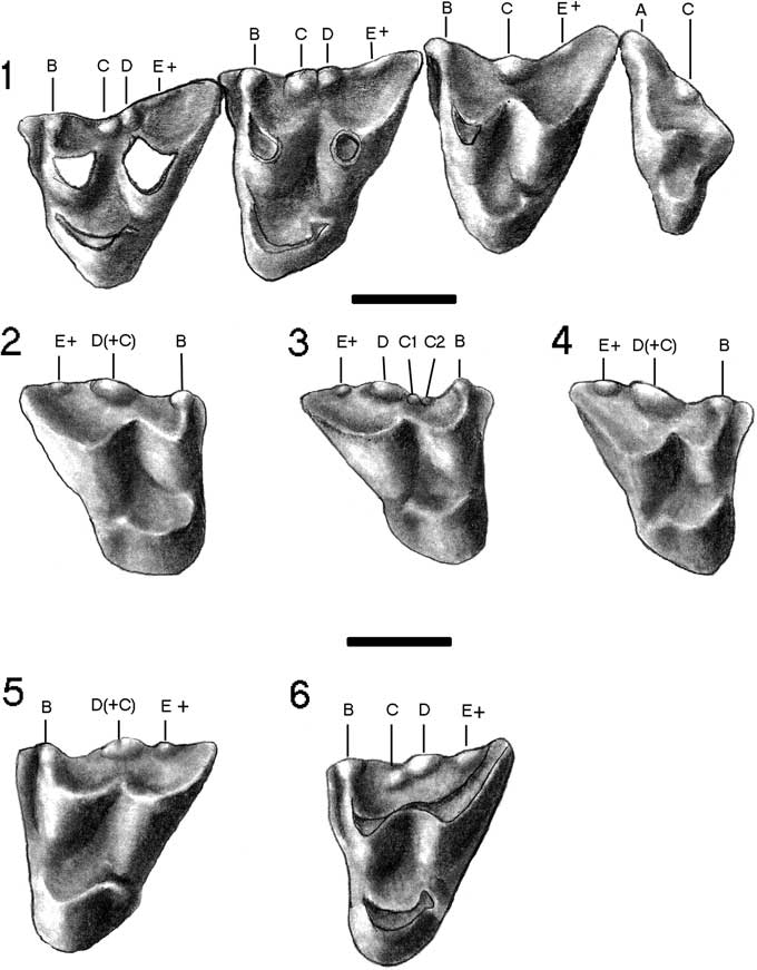 New material of the marsupial (Mammalia, Metatheria) Herpetotherium ...