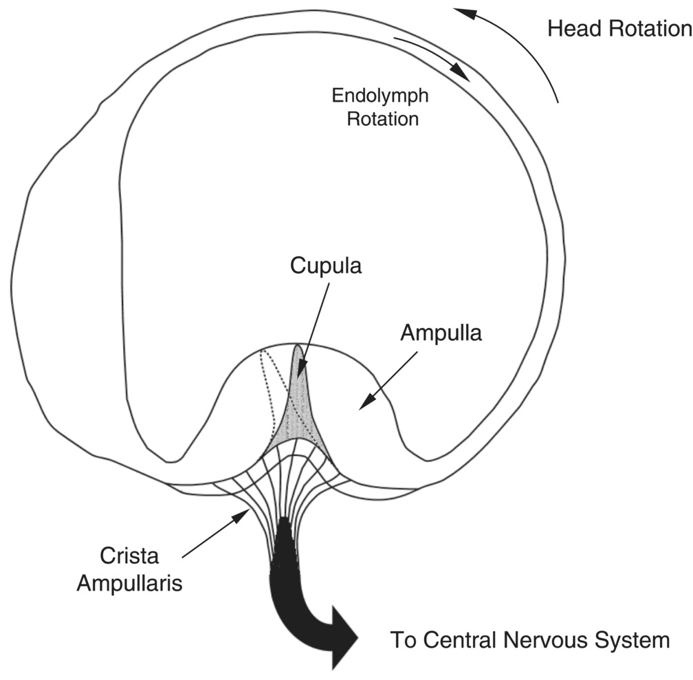 Cupula Vestibular System