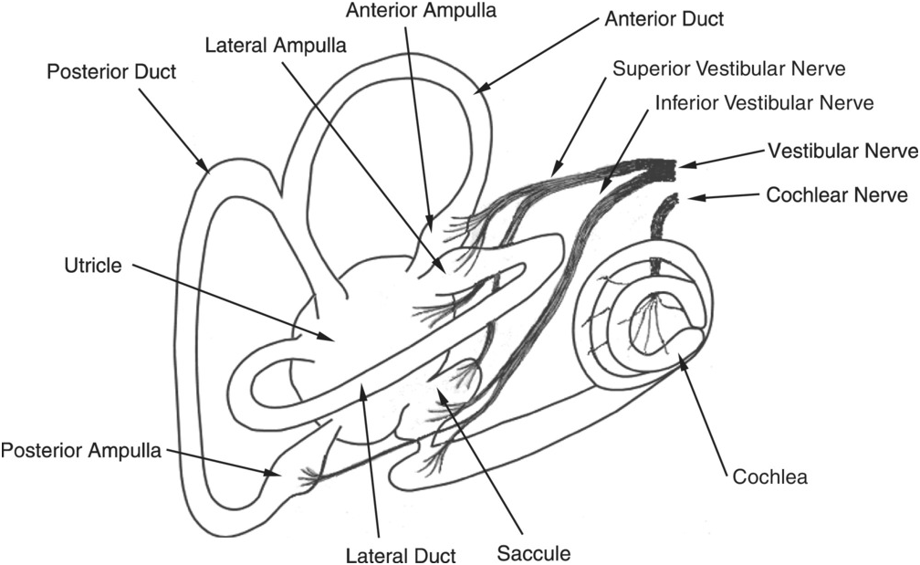 Essential anatomy and functions of the balance system (Chapter 1 ...
