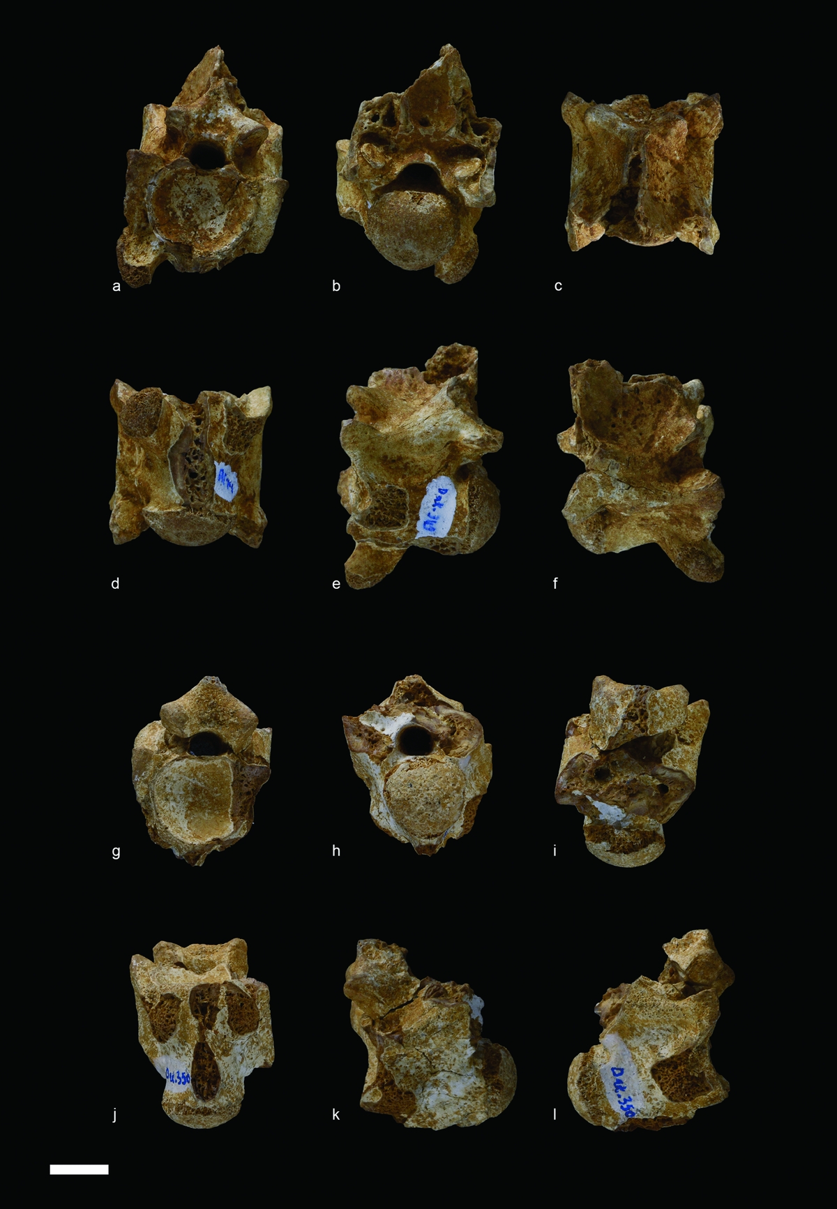Marine vertebrate fauna from the late Eocene Samlat Formation of Ad ...