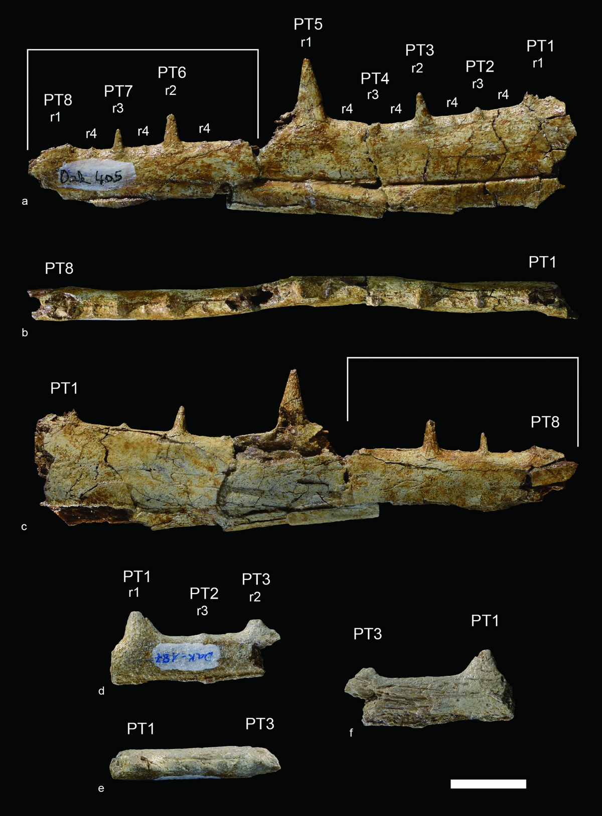 Marine vertebrate fauna from the late Eocene Samlat Formation of Ad ...