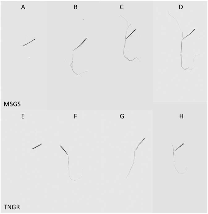 Glyphosate-Resistant Junglerice (Echinochloa colona) from Mississippi ...