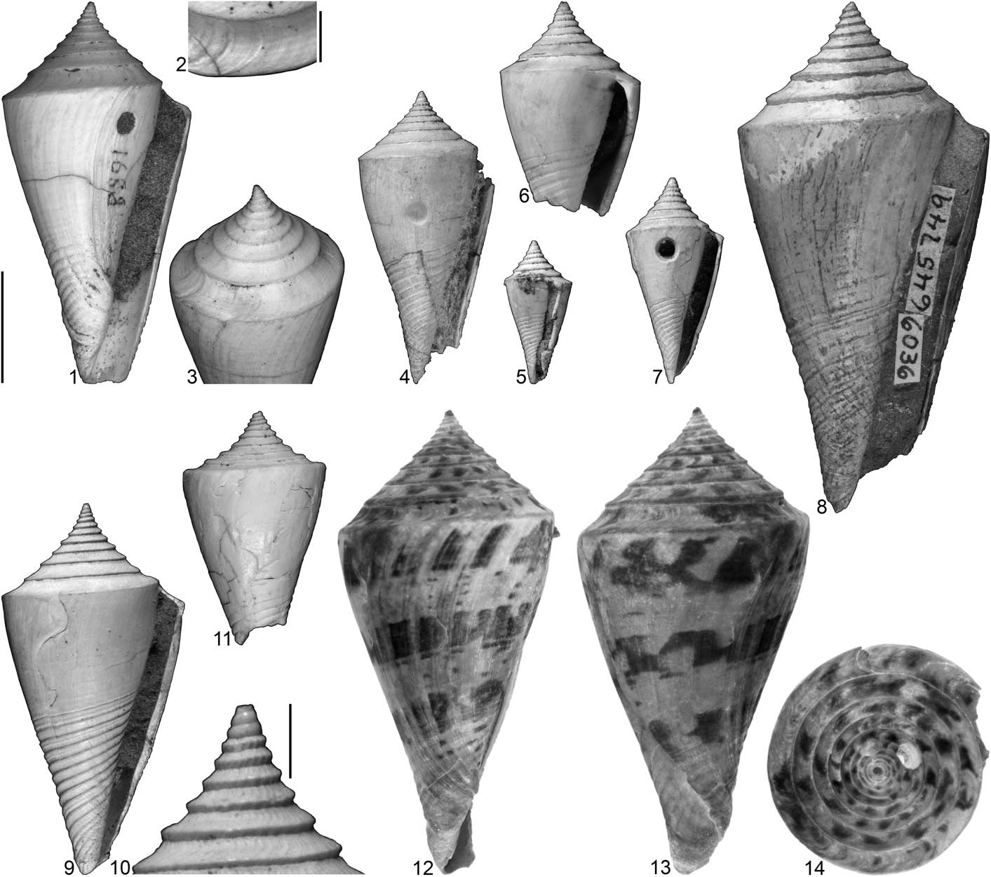 Diversity and preserved shell coloration patterns of Miocene Conidae ...