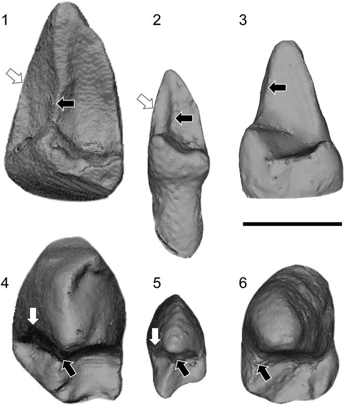 The European Paromomyidae (Primates, Mammalia): taxonomy, phylogeny ...