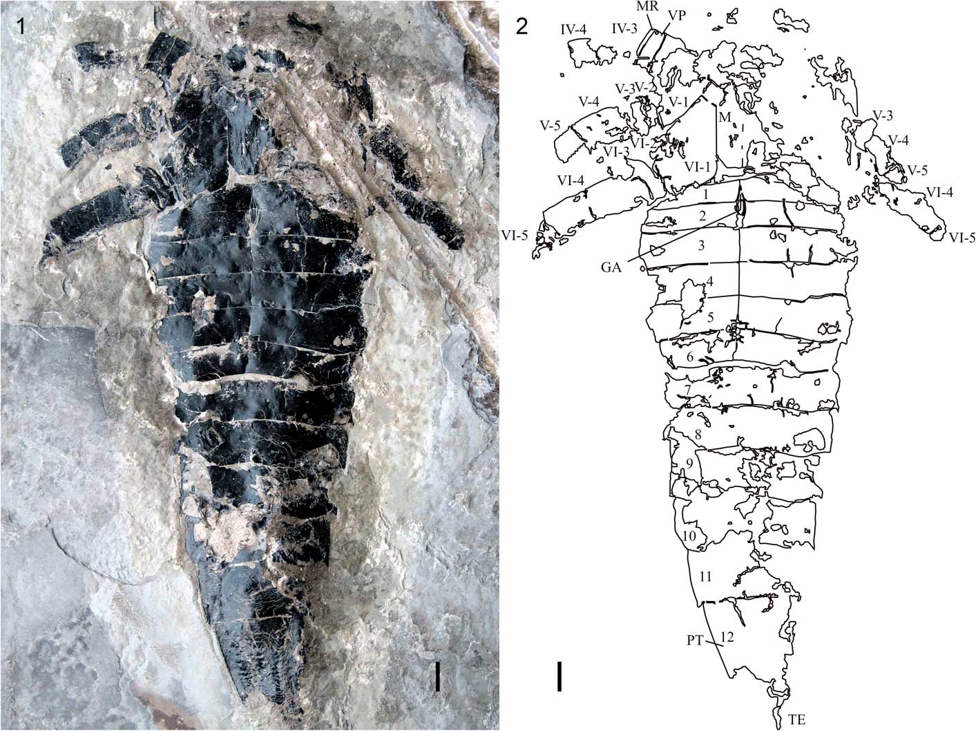 A new genus of eurypterid (Chelicerata, Eurypterida) from the Upper ...