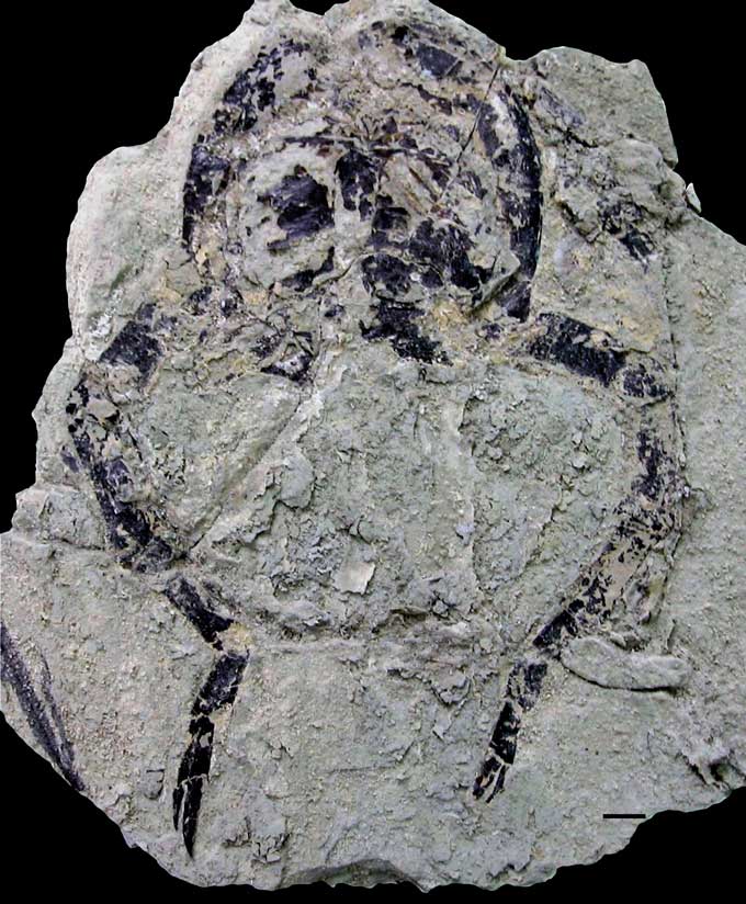 A new genus of eurypterid (Chelicerata, Eurypterida) from the Upper ...
