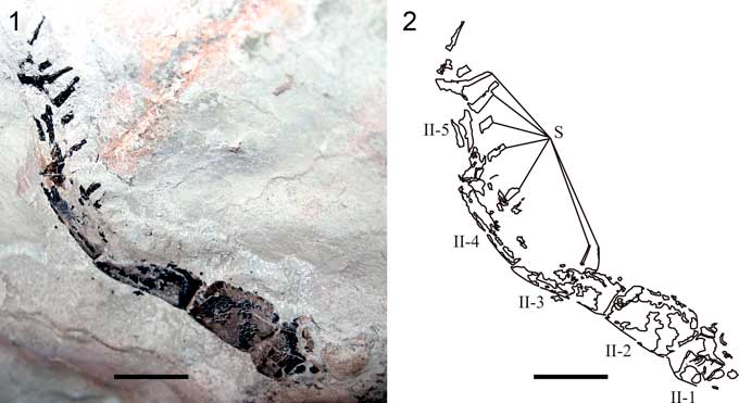 A new genus of eurypterid (Chelicerata, Eurypterida) from the Upper ...