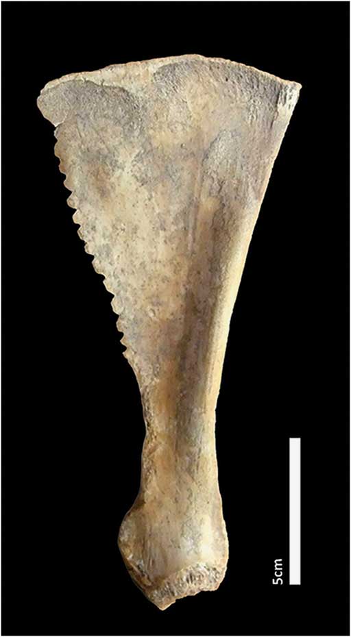 Bone tool and tuber processing: a multi-proxy approach at Boyo Paso 2 ...