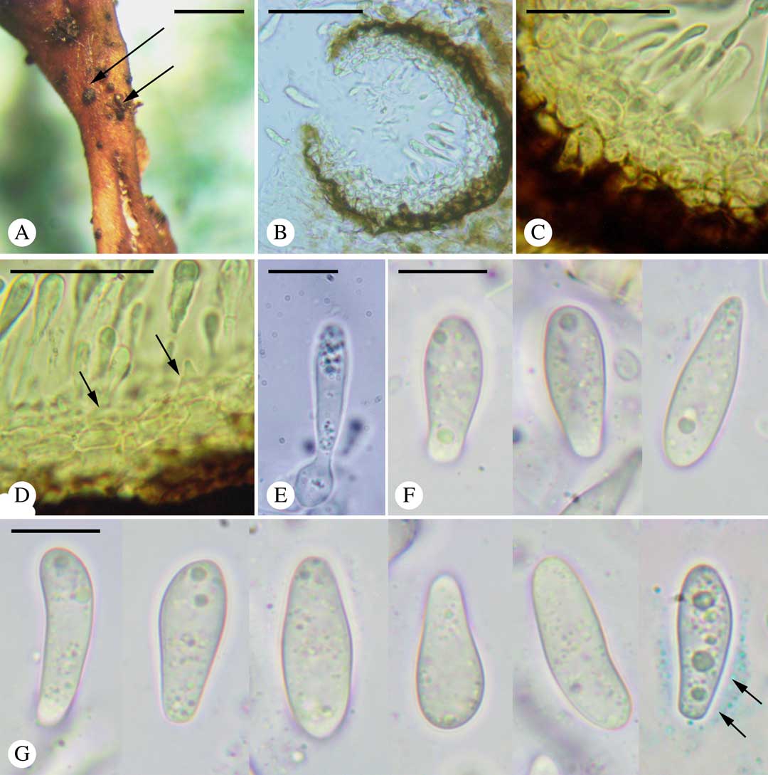 Didymocyrtis trassii sp. nov. and other lichenicolous fungi on Cetraria ...