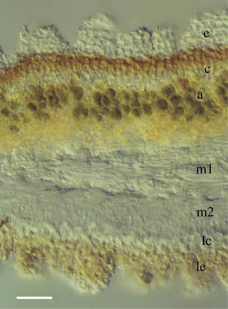 Structural evidence of diffuse growth and parenchymatous cell division ...