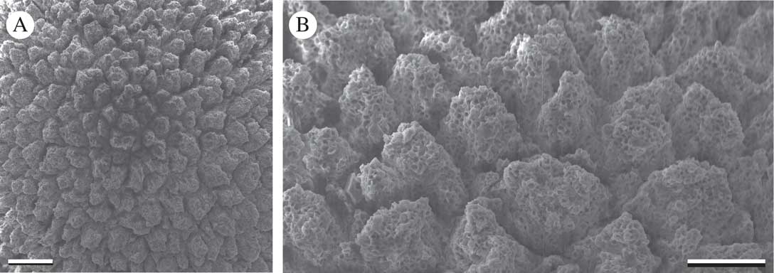 Structural evidence of diffuse growth and parenchymatous cell division ...
