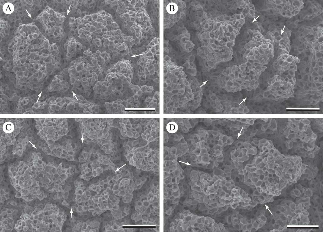 Structural evidence of diffuse growth and parenchymatous cell division ...