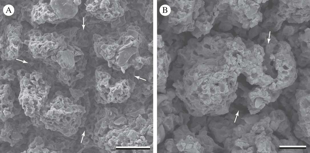 Structural evidence of diffuse growth and parenchymatous cell division ...