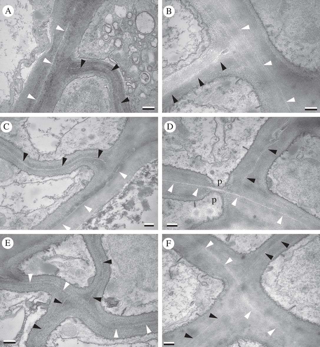 Structural evidence of diffuse growth and parenchymatous cell division ...