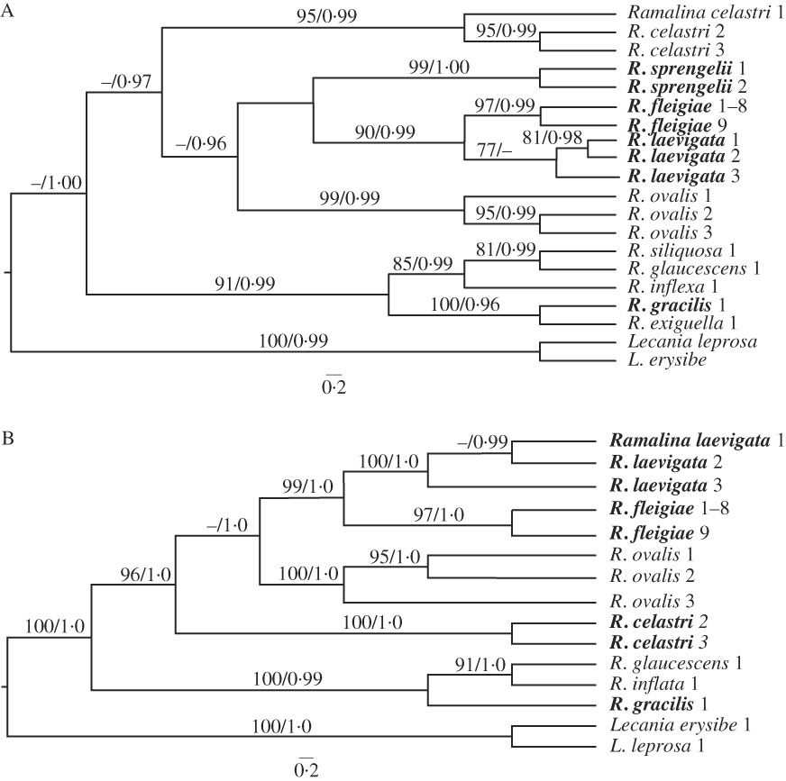 A new riparian species of Ramalina (Ramalinaceae) from Brazil, with a ...