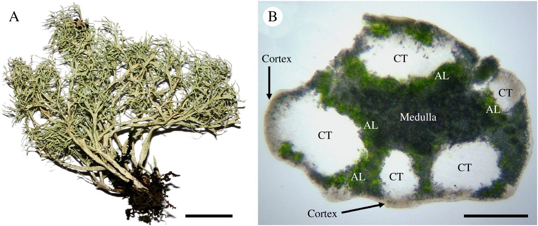 A new riparian species of Ramalina (Ramalinaceae) from Brazil, with a ...