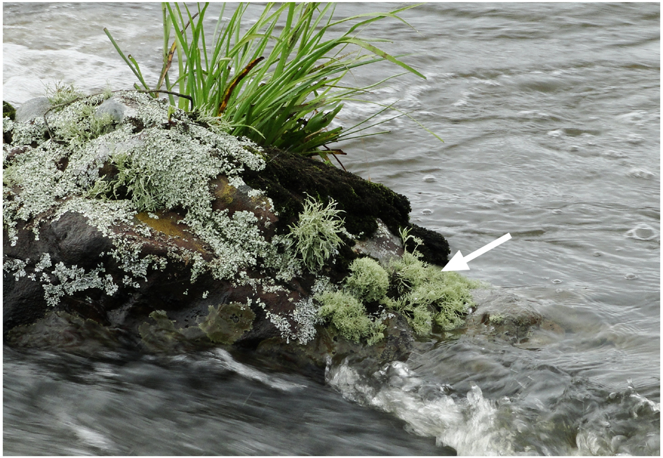 A new riparian species of Ramalina (Ramalinaceae) from Brazil, with a ...