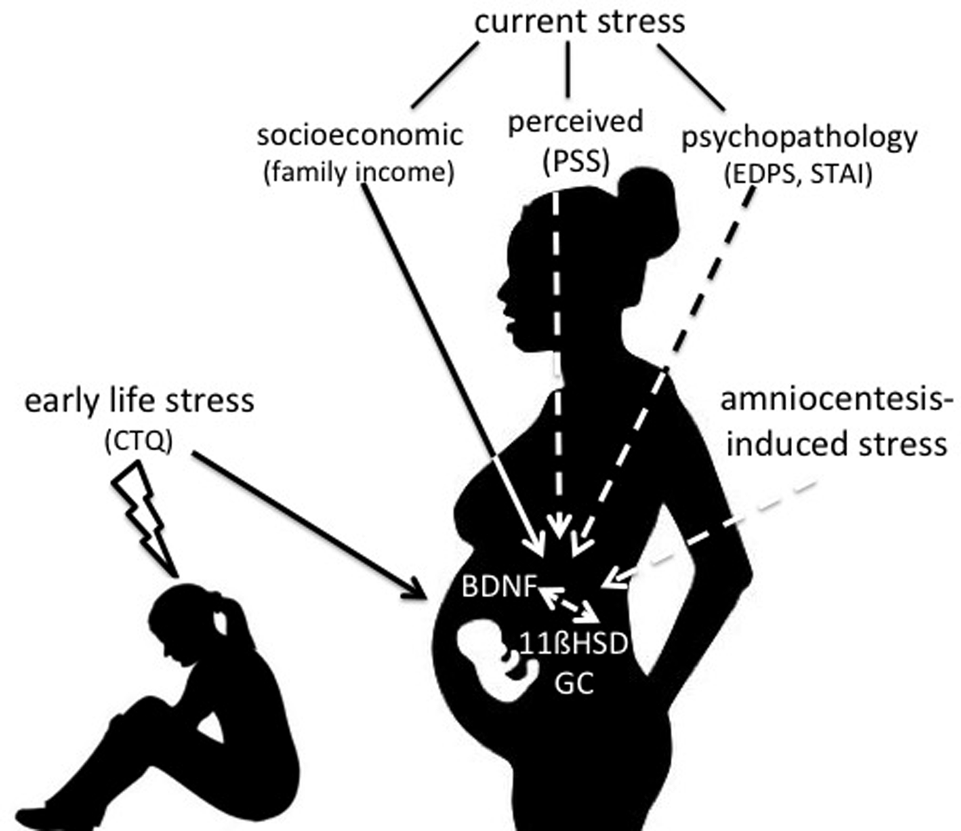 Cortisol, cortisone, and BDNF in amniotic fluid in the second trimester ...