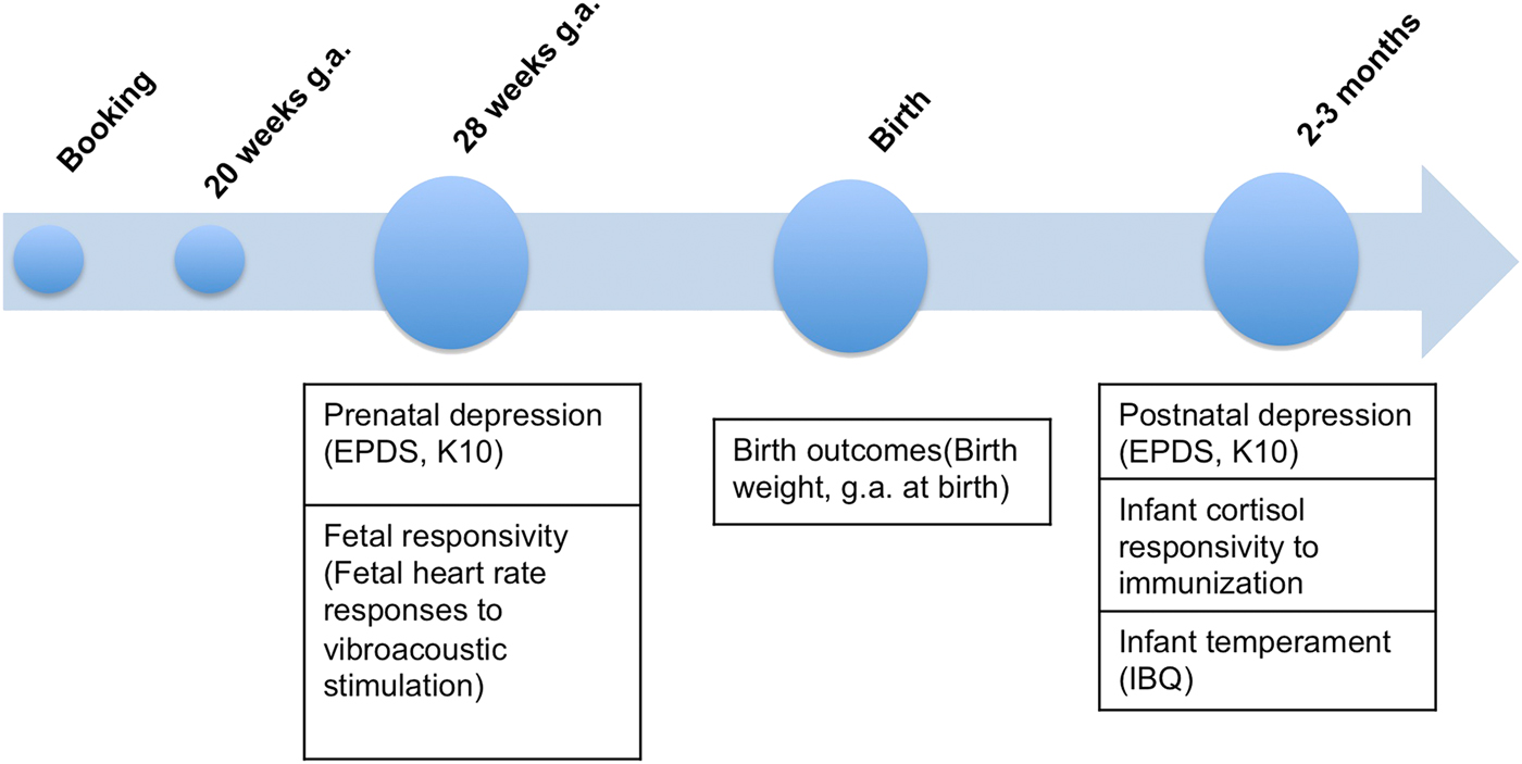 Prenatal depression, fetal neurobehavior, and infant temperament: Novel ...