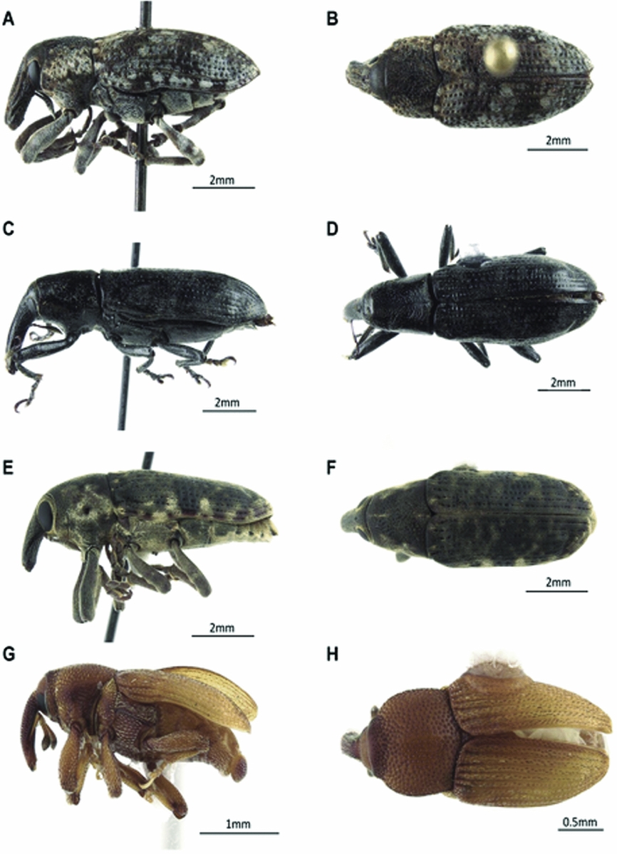 Identification of major insect pests of Amaranthus spp. and germplasm ...