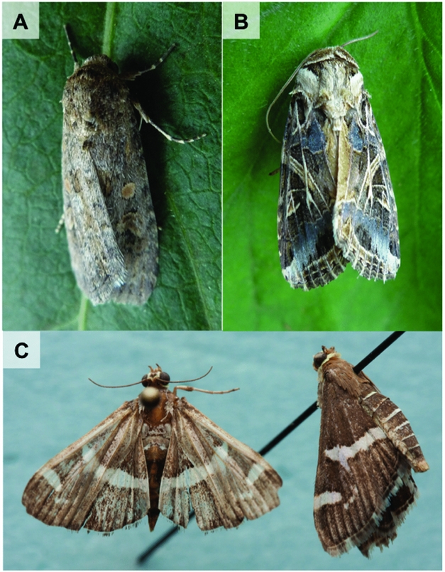 Identification of major insect pests of Amaranthus spp. and germplasm ...