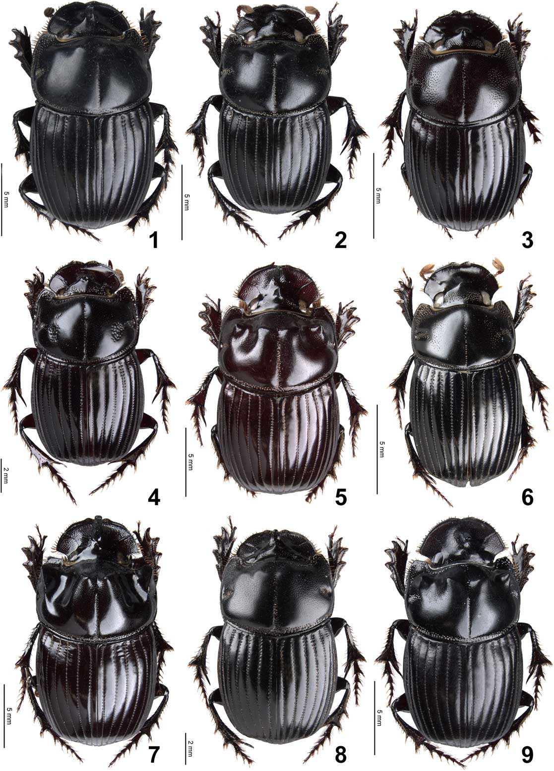 Revision of the taxonomy and distribution of the Neotropical Copris ...
