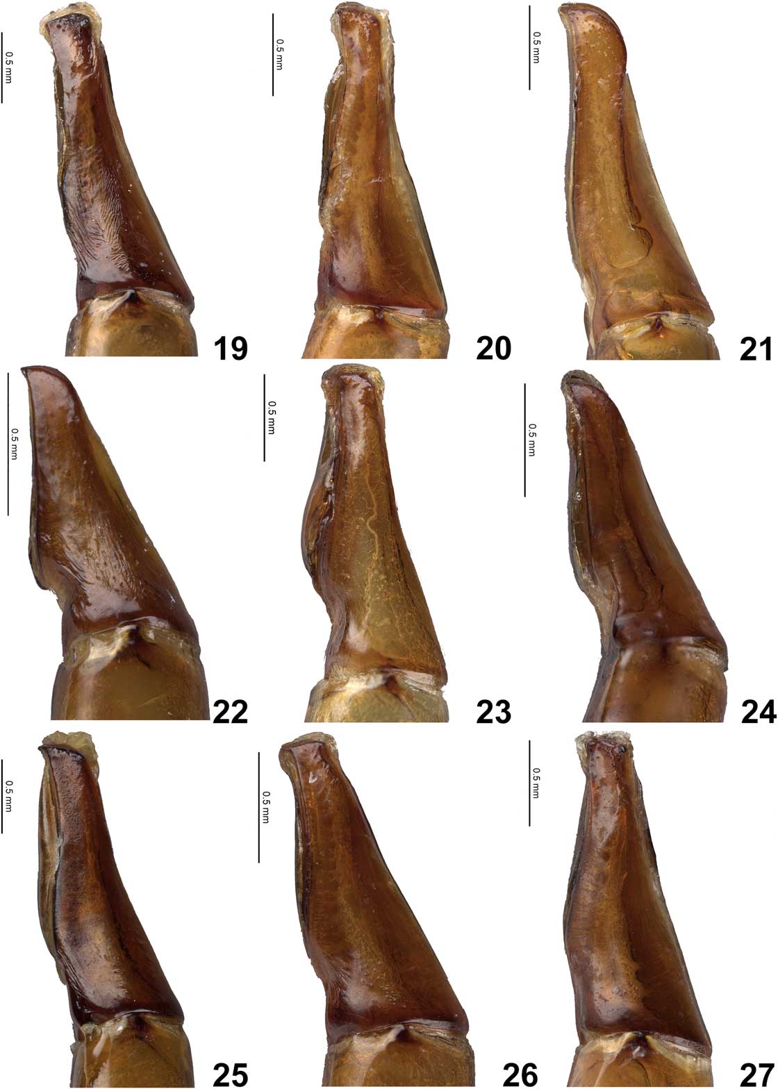 Revision of the taxonomy and distribution of the Neotropical Copris ...