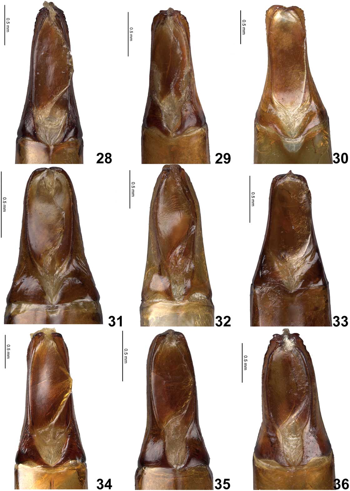 Revision of the taxonomy and distribution of the Neotropical Copris ...