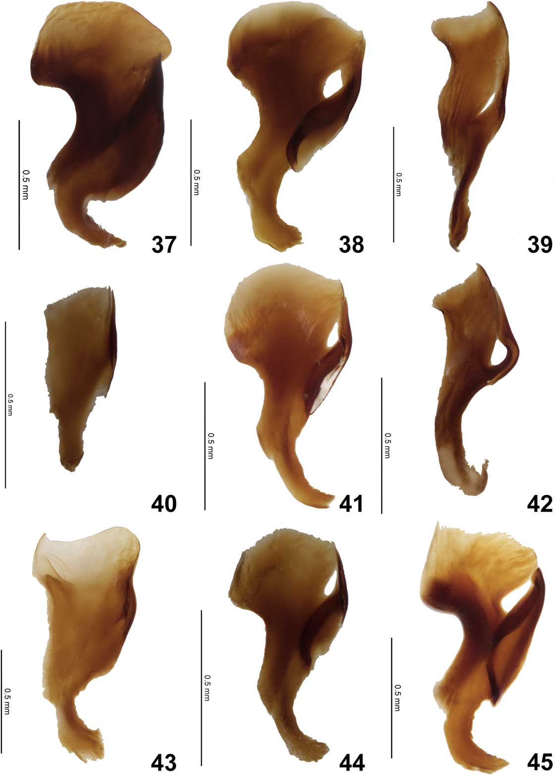 Revision of the taxonomy and distribution of the Neotropical Copris ...