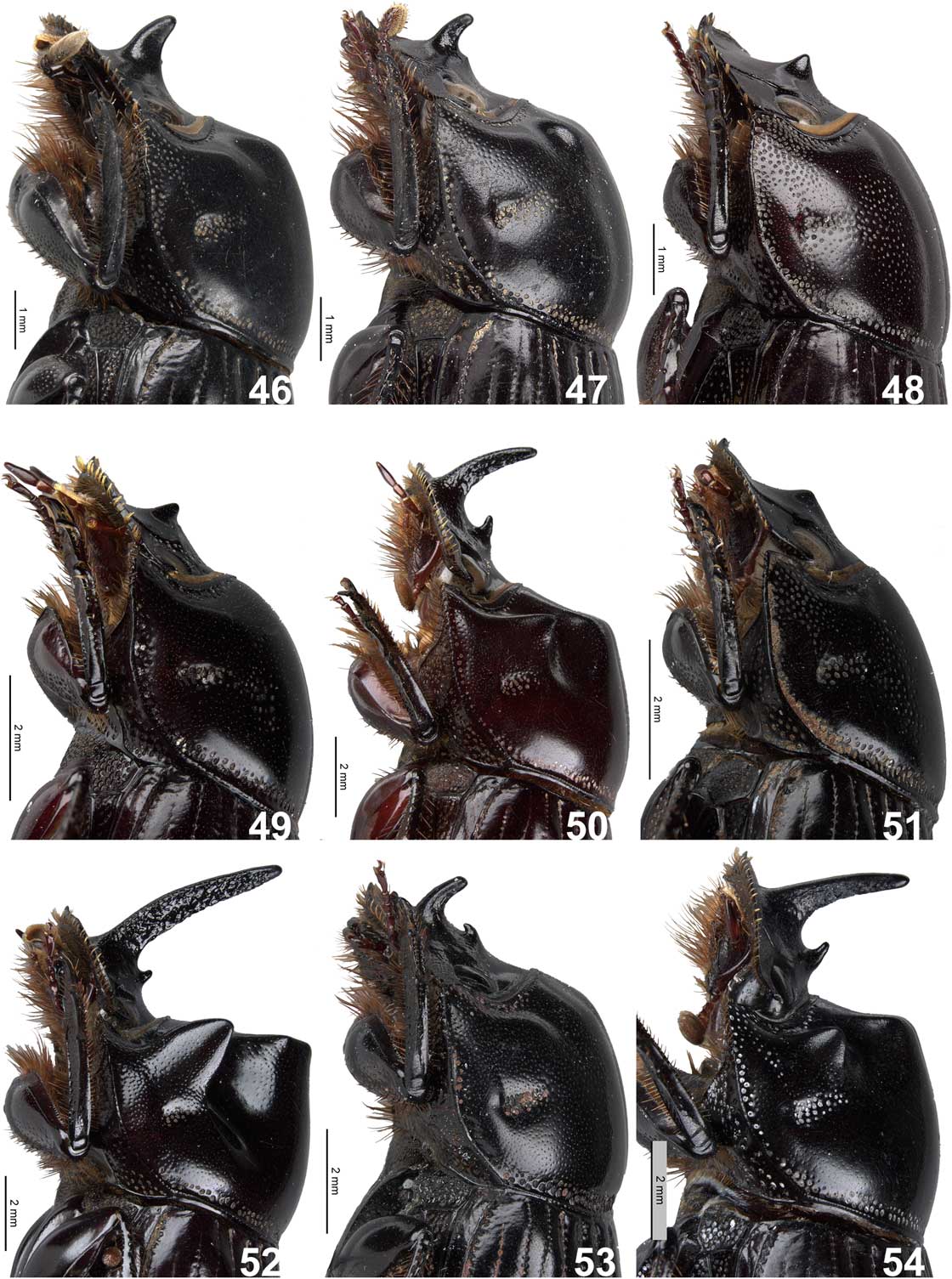 Revision of the taxonomy and distribution of the Neotropical Copris ...