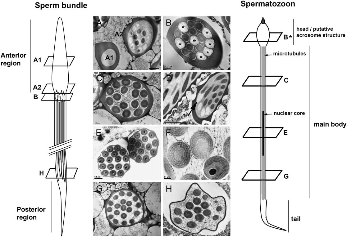 Morphology of testes, spermatogenesis, sperm bundles, and spermatozoa ...