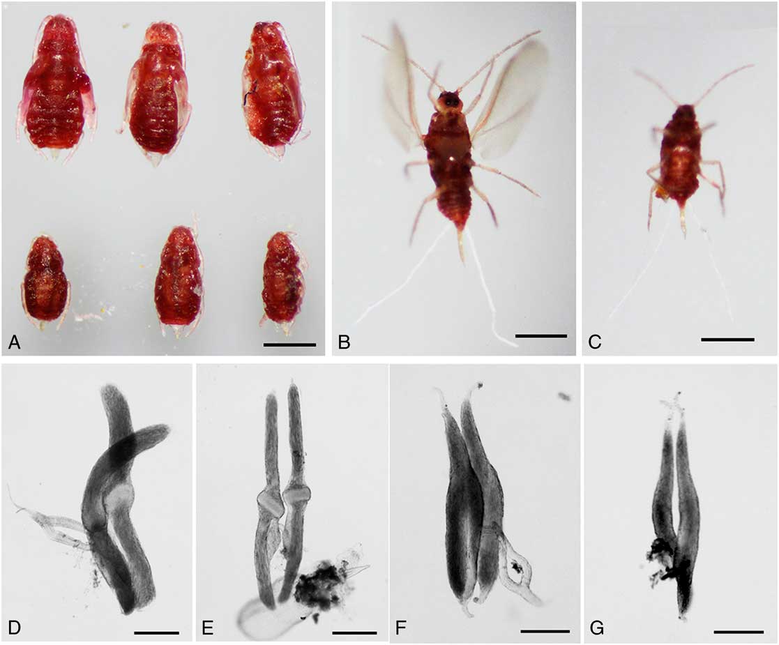 Morphology of testes, spermatogenesis, sperm bundles, and spermatozoa ...
