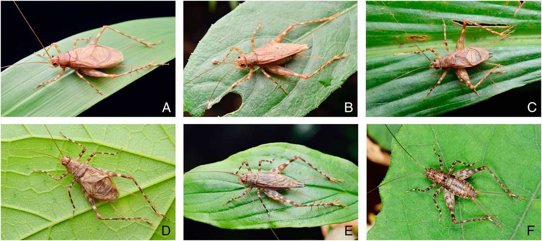 Revision of the Phaloriini crickets (Orthoptera: Phalangopsidae ...