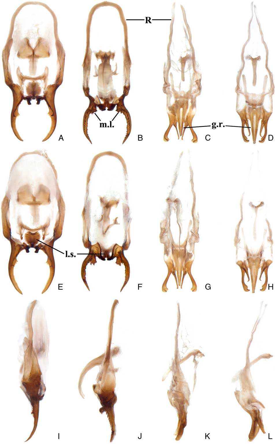 Revision of the Phaloriini crickets (Orthoptera: Phalangopsidae ...