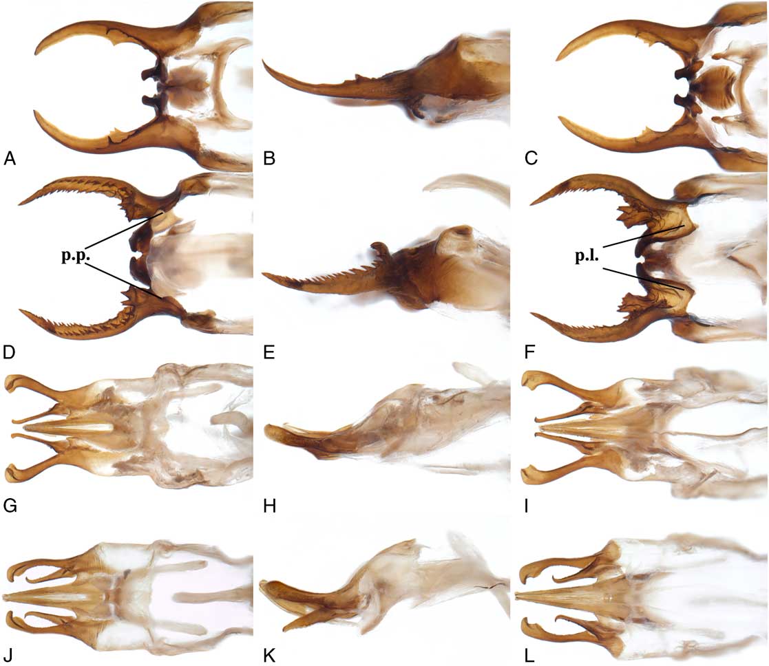 Revision of the Phaloriini crickets (Orthoptera: Phalangopsidae ...