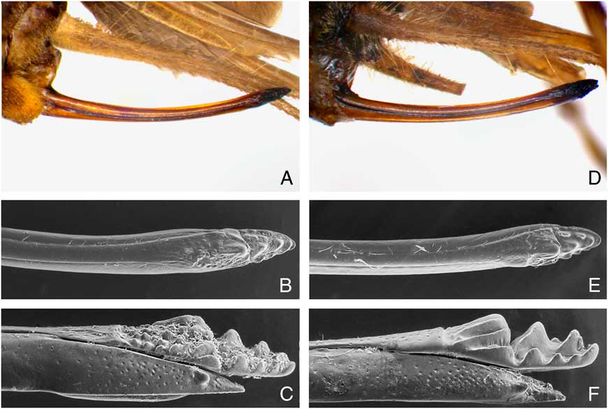 Revision of the Phaloriini crickets (Orthoptera: Phalangopsidae ...