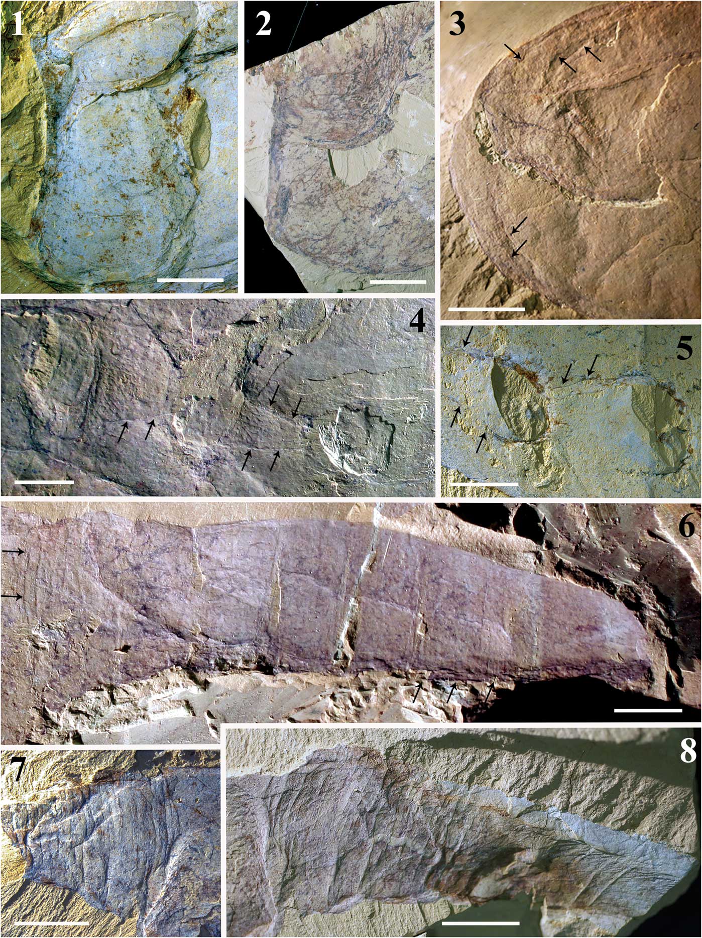 The enigmatic metazoan Yuyuanozoon magnificissimi from the early ...