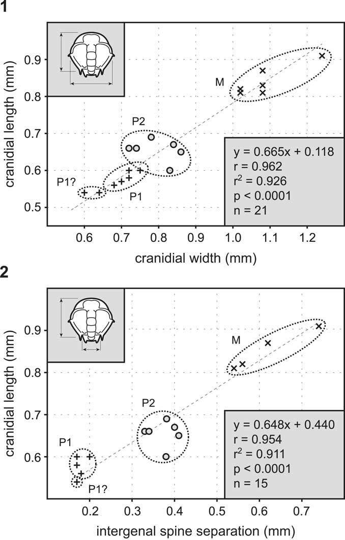 Early post-embryonic development in Ellipsostrenua (Trilobita, Cambrian ...