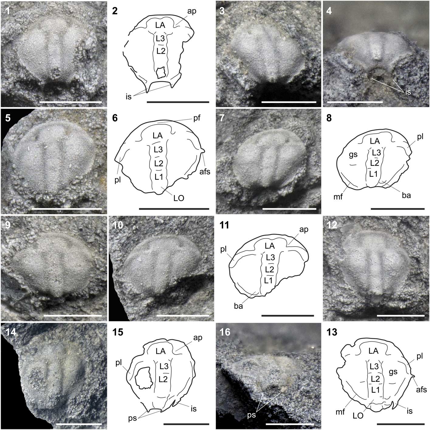 Early post-embryonic development in Ellipsostrenua (Trilobita, Cambrian ...