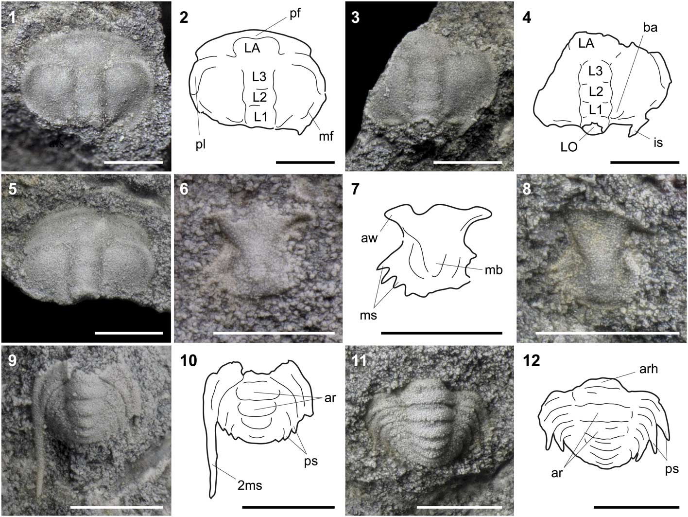 Early post-embryonic development in Ellipsostrenua (Trilobita, Cambrian ...