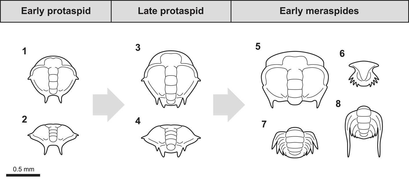 Early post-embryonic development in Ellipsostrenua (Trilobita, Cambrian ...