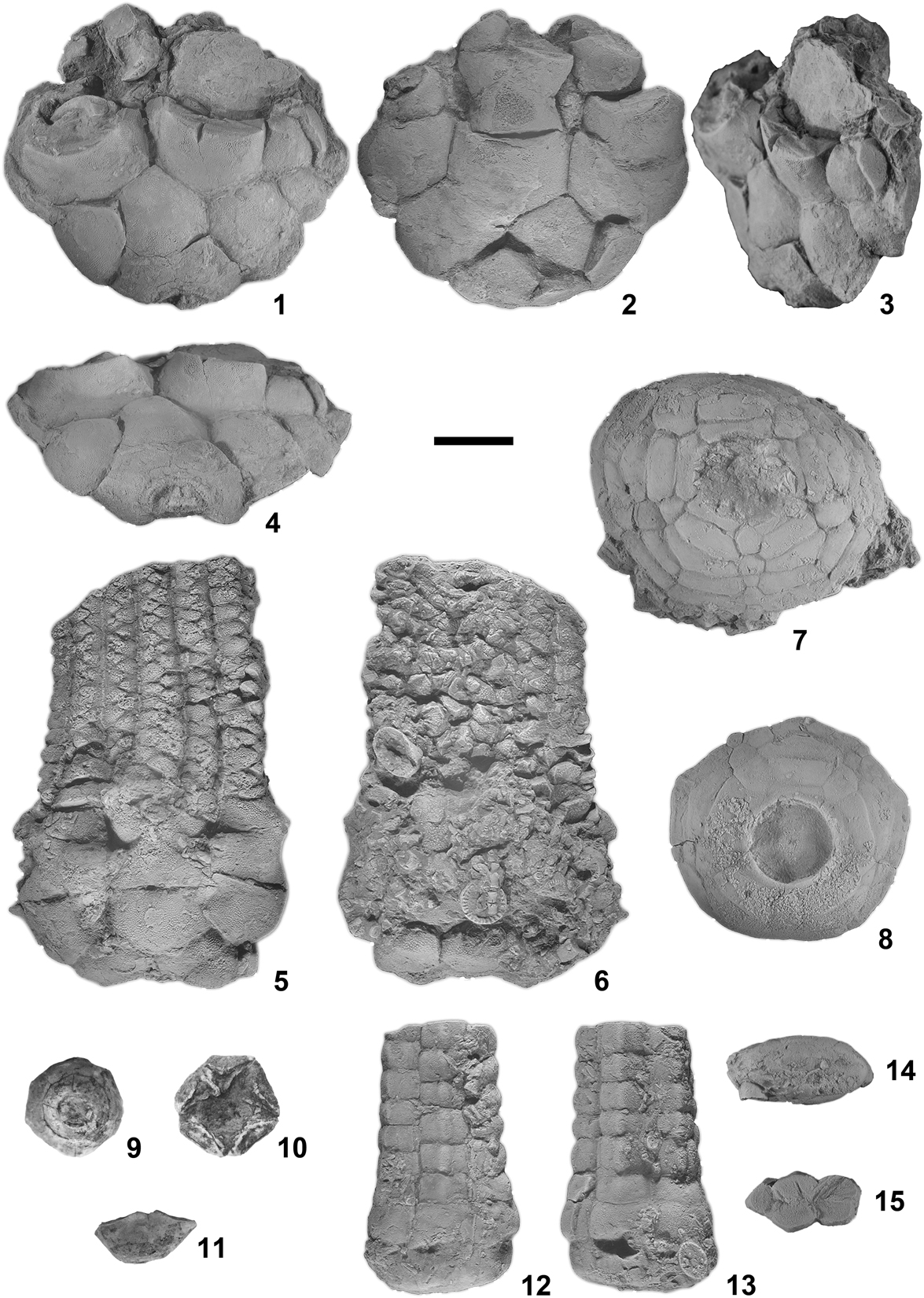 A new crinoid fauna from the Taiyuan Formation (early Permian) of Henan ...