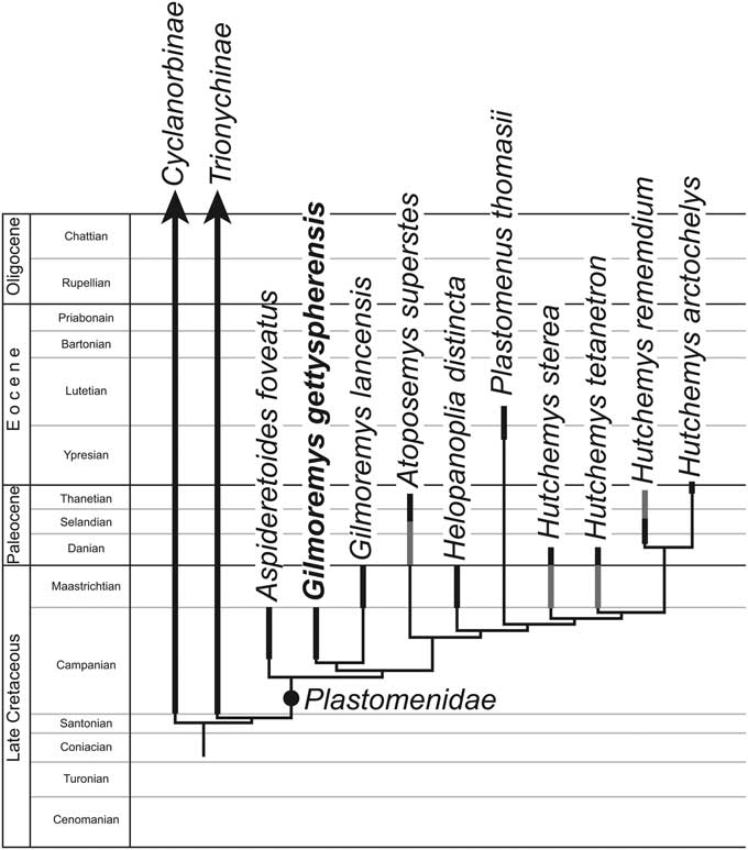 A new species of trionychid turtle from the Upper Cretaceous (Campanian ...