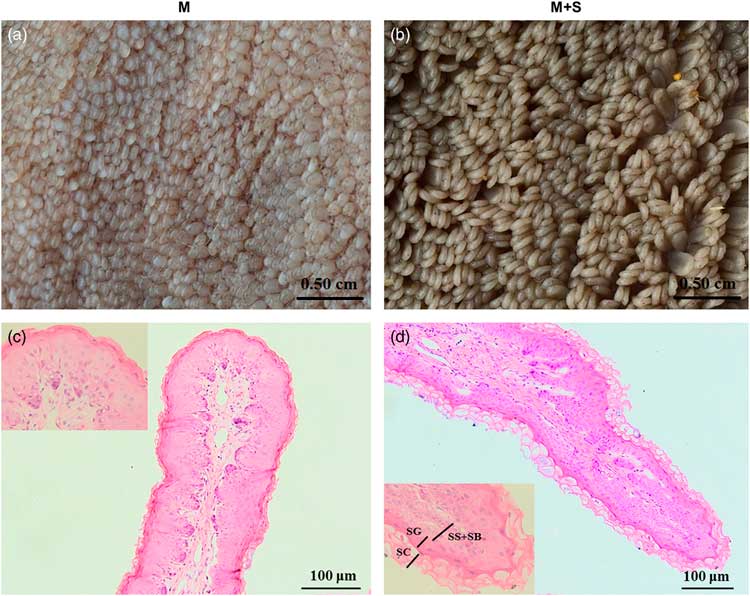 Effect of starter diet supplementation on rumen epithelial morphology ...