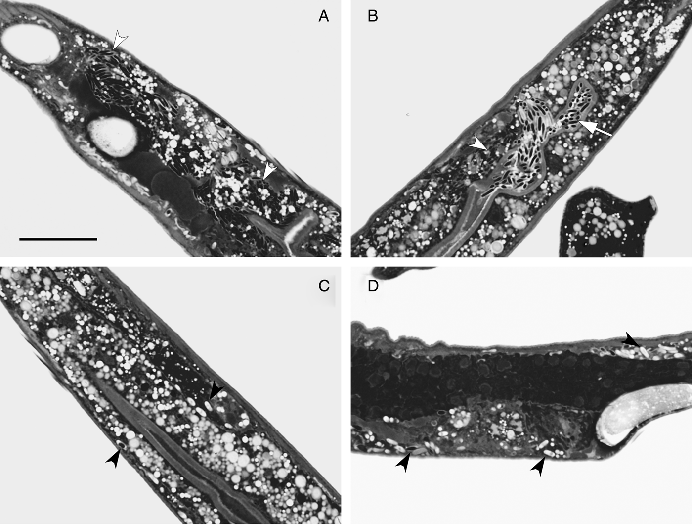 A new microsporidium Percutemincola moriokae gen. nov., sp. nov. from ...