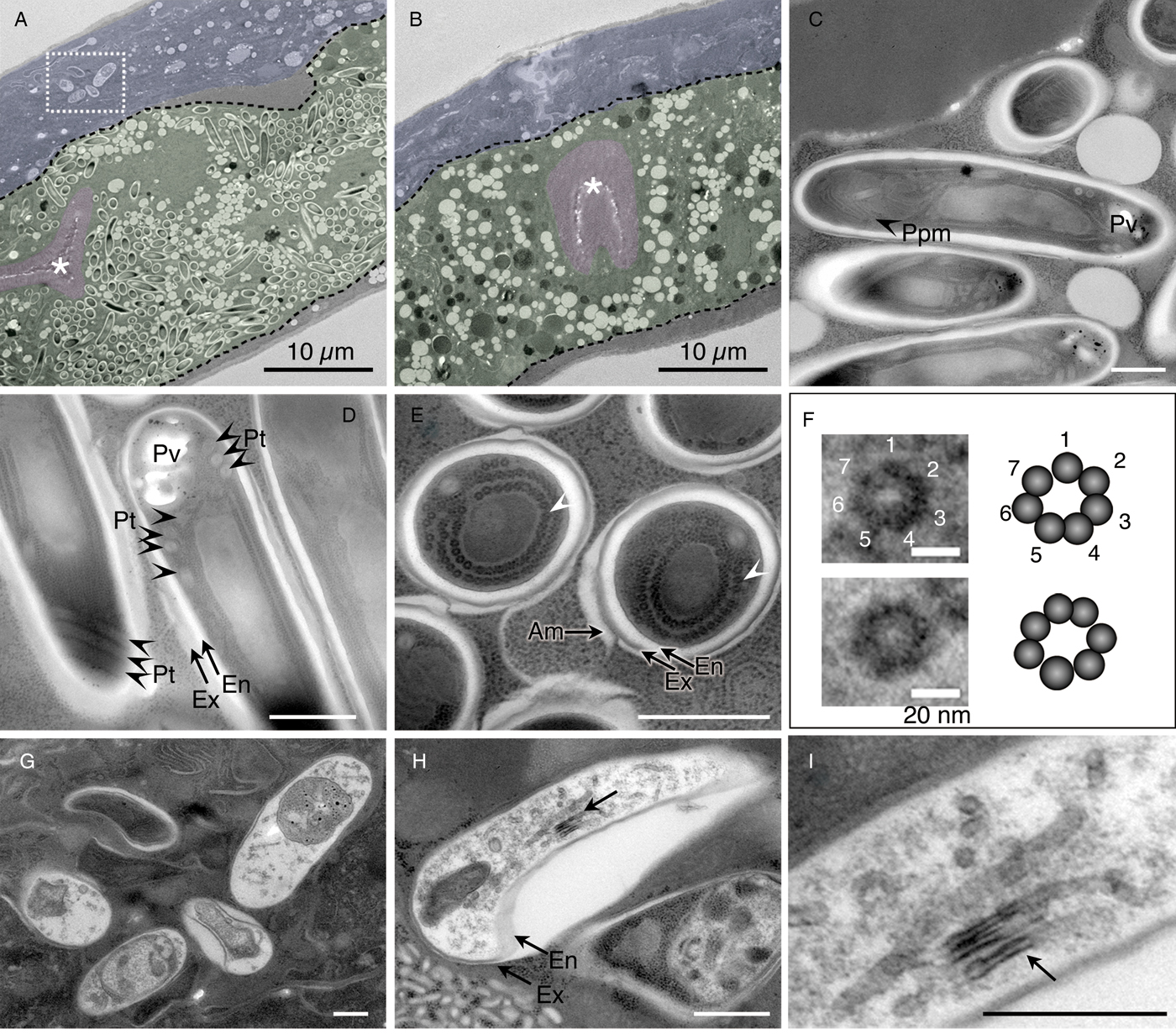 A new microsporidium Percutemincola moriokae gen. nov., sp. nov. from ...