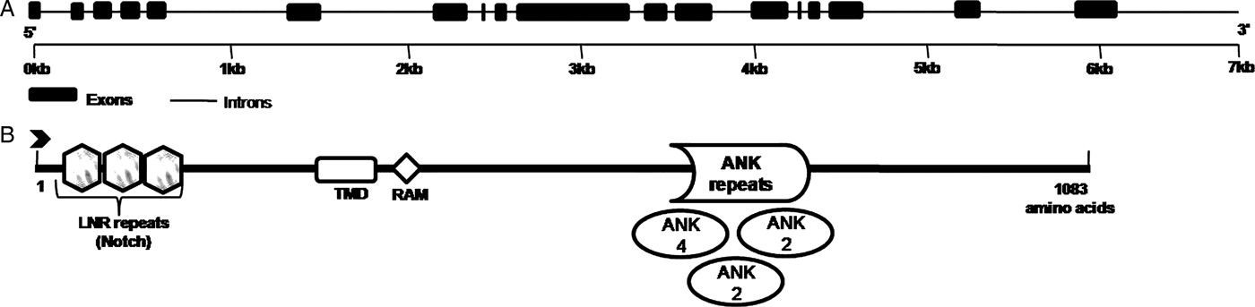 Host-mediated RNAi of a Notch-like receptor gene in Meloidogyne ...