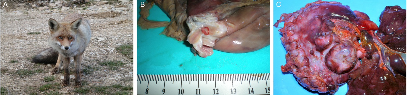 Spirocerca vulpis sp. nov. (Spiruridae: Spirocercidae): description of ...