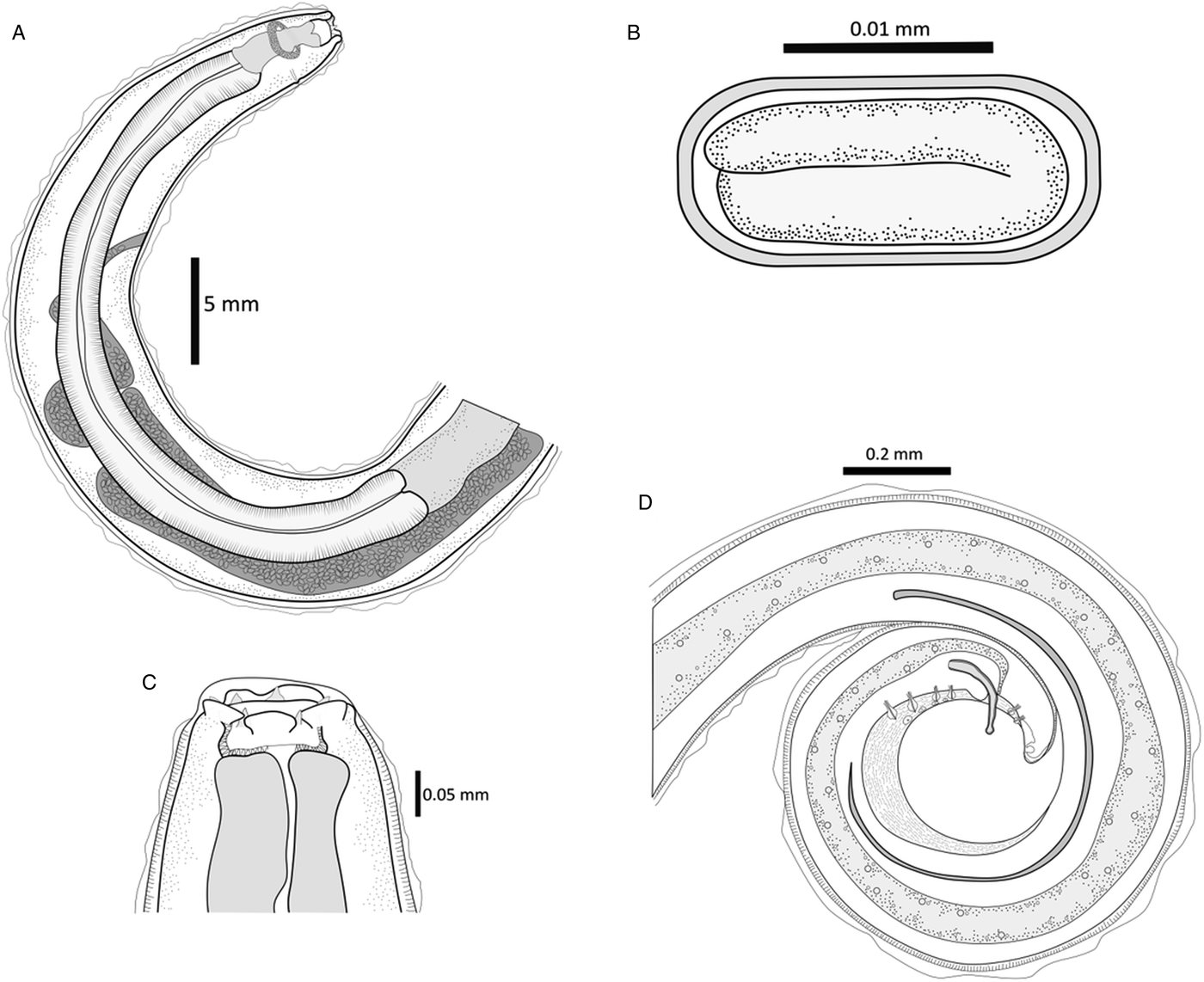 Spirocerca vulpis sp. nov. (Spiruridae: Spirocercidae): description of ...